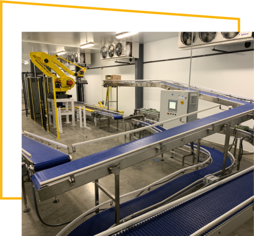Case Handling Conveyors, Belt and Powered Roller Conveyors,
